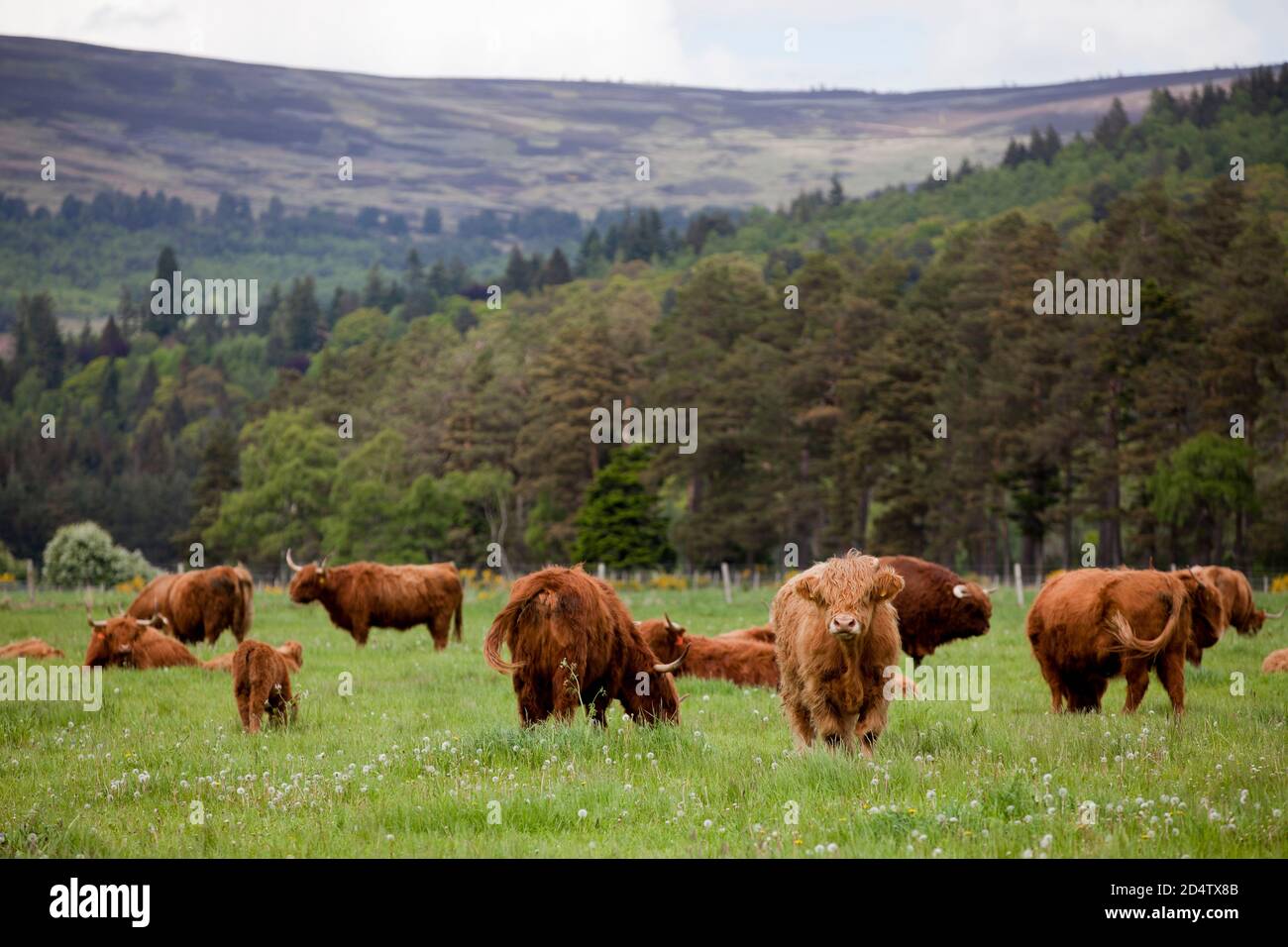 Hairy Cow Aberdeen Angus High Resolution Stock Photography and Images ...