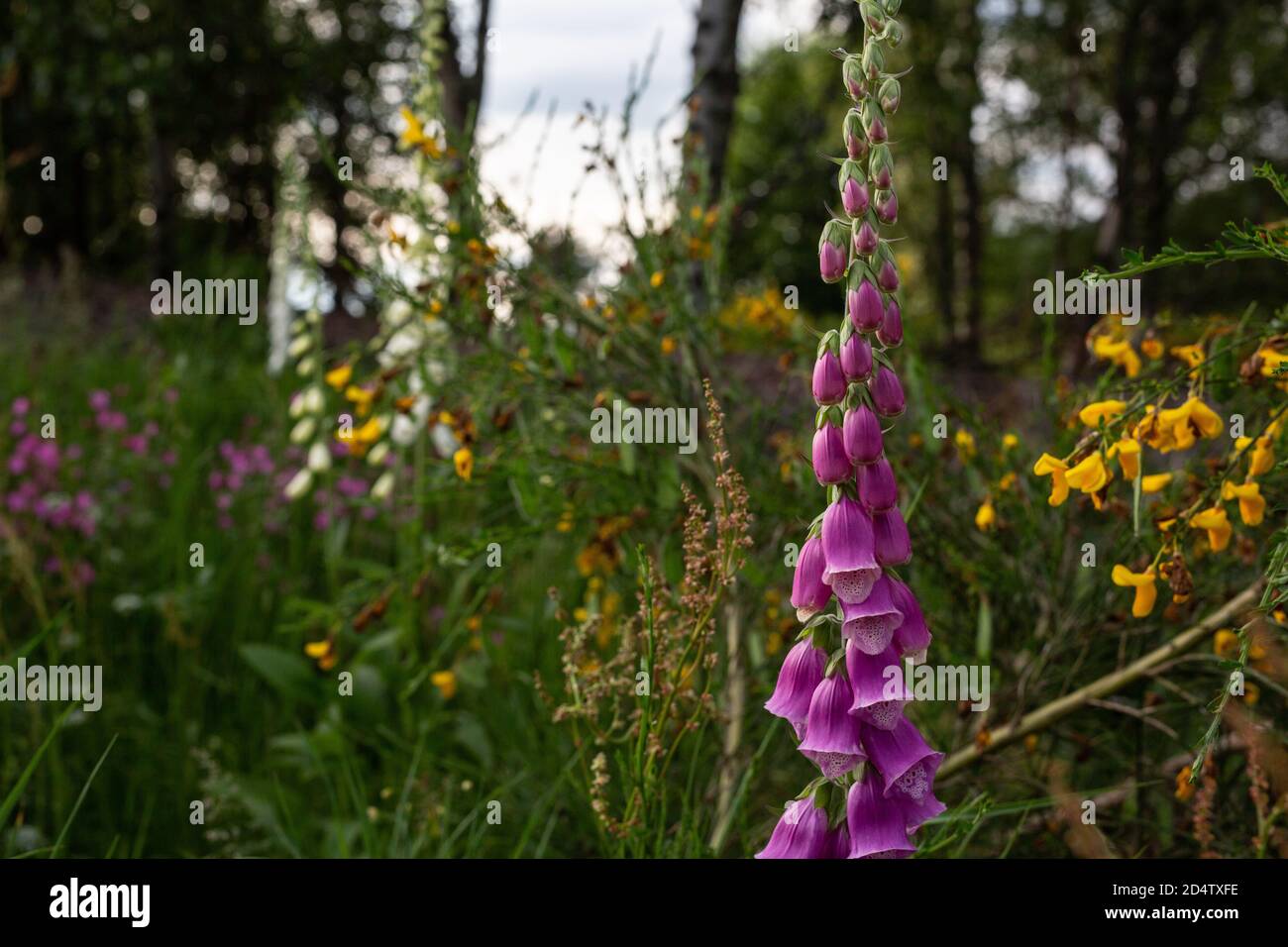 Wild Flowers, Scotland Stock Photo - Alamy