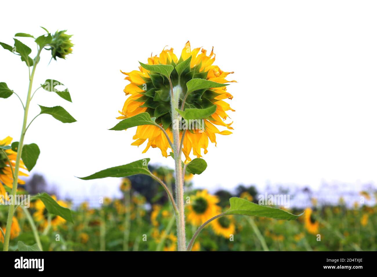 Growing sunflowers from seed hi-res stock photography and images - Alamy