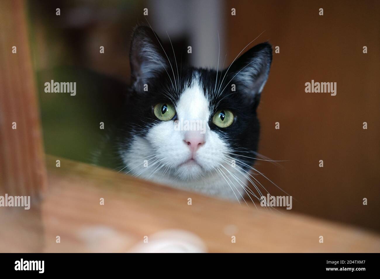 Cat looks out of window // © Amy Muir Stock Photo - Alamy