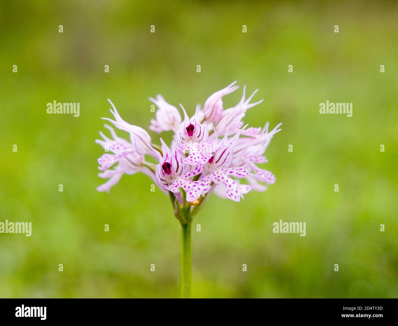 Toothed orchid neotinea tridentata hi-res stock photography and images ...