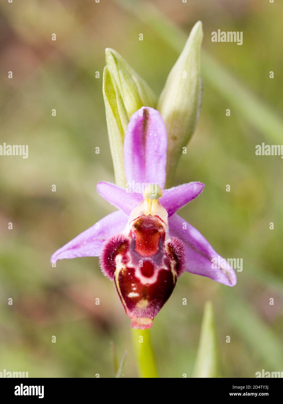 orchid flower in greece on the greek peninsula peloponnes Stock Photo ...