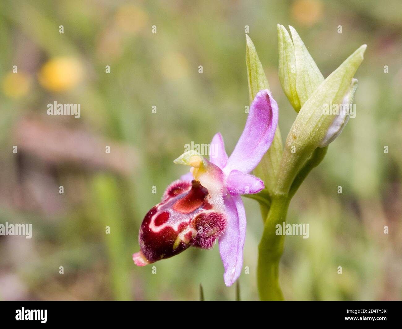 orchid flower in greece on the greek peninsula peloponnes Stock Photo ...