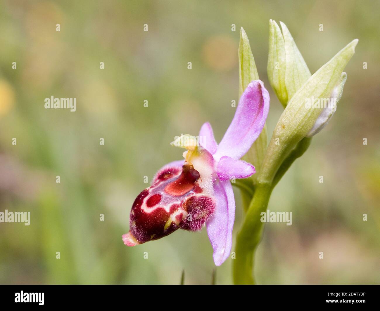 orchid flower in greece on the greek peninsula peloponnes Stock Photo ...