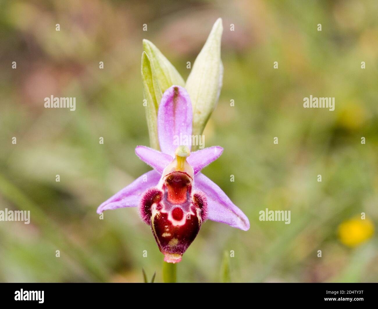 orchid flower in greece on the greek peninsula peloponnes Stock Photo ...