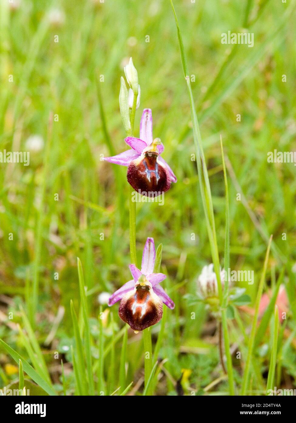 orchid flower in greece on the greek peninsula peloponnes Stock Photo ...