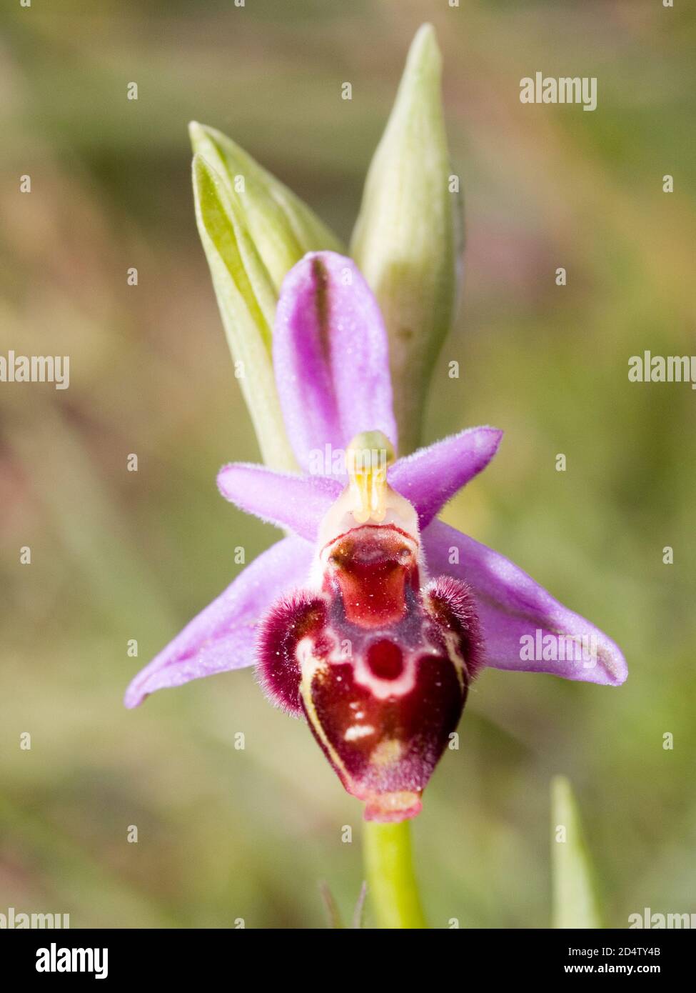 orchid flower in greece on the greek peninsula peloponnes Stock Photo ...