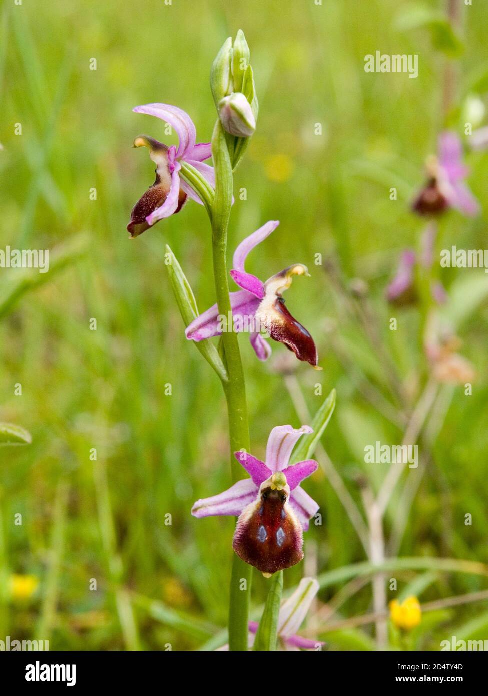 orchid flower in greece on the greek peninsula peloponnes Stock Photo ...