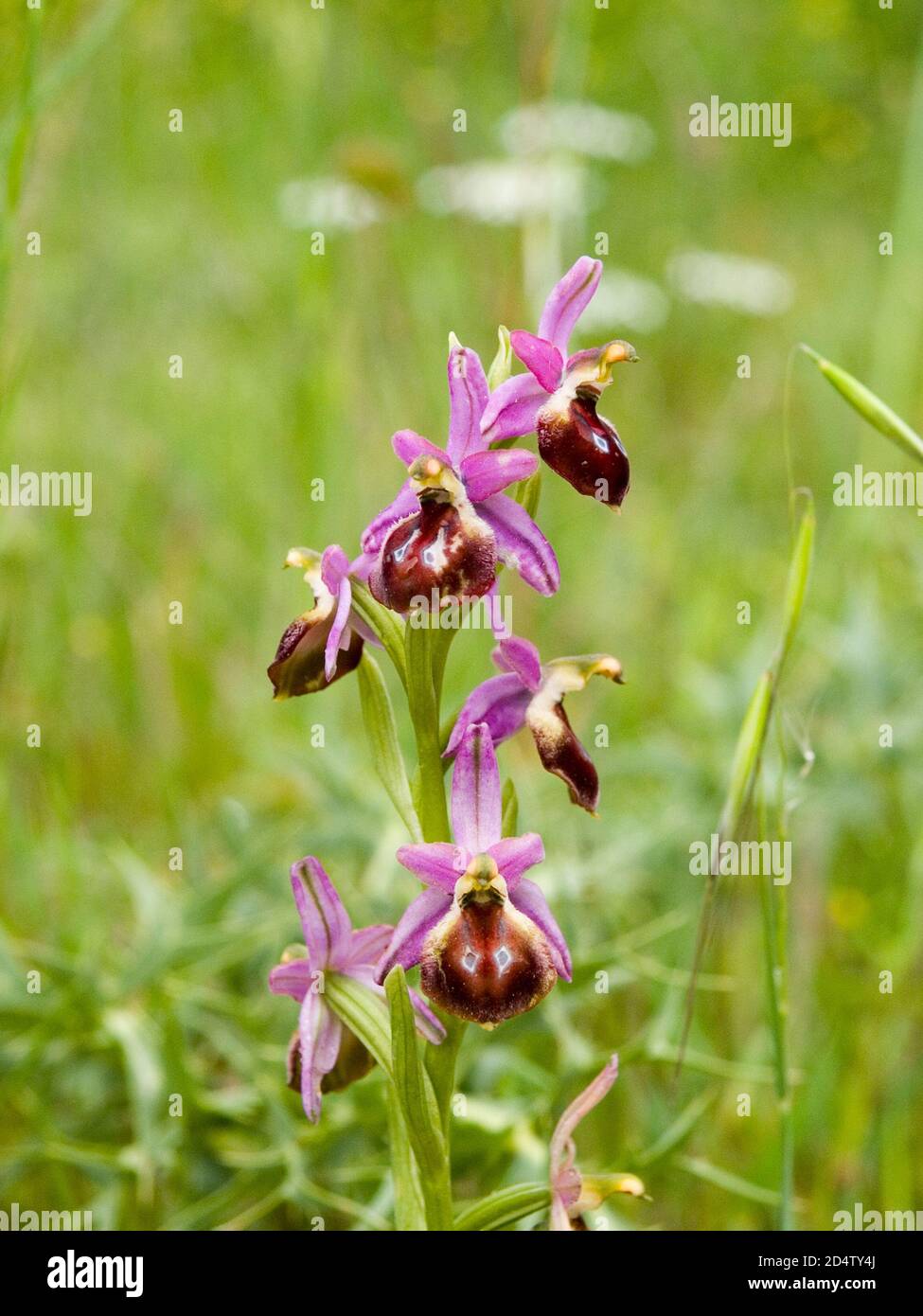 orchid flower in greece on the greek peninsula peloponnes Stock Photo ...