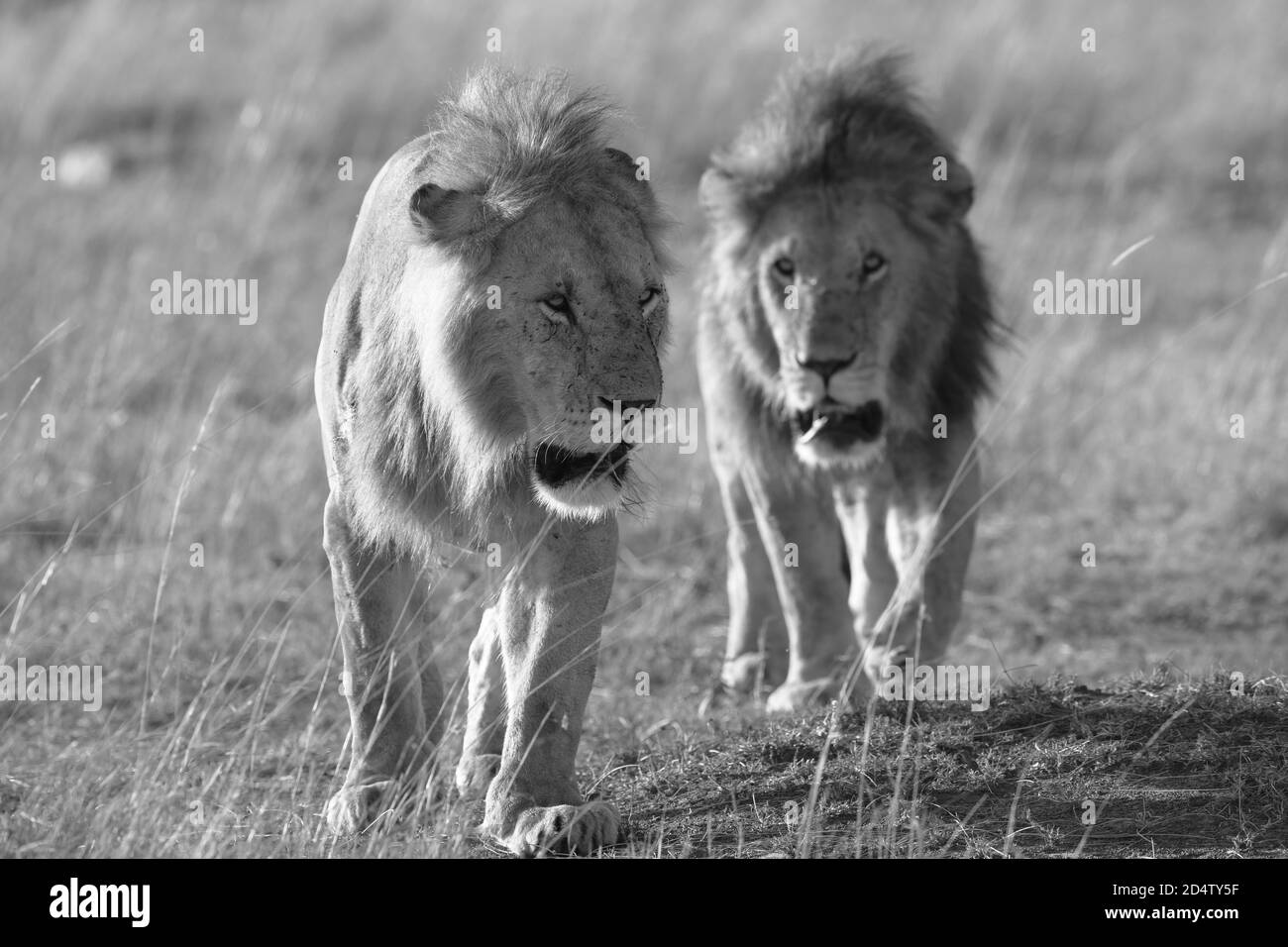 African lion males Black and White Stock Photos & Images - Alamy