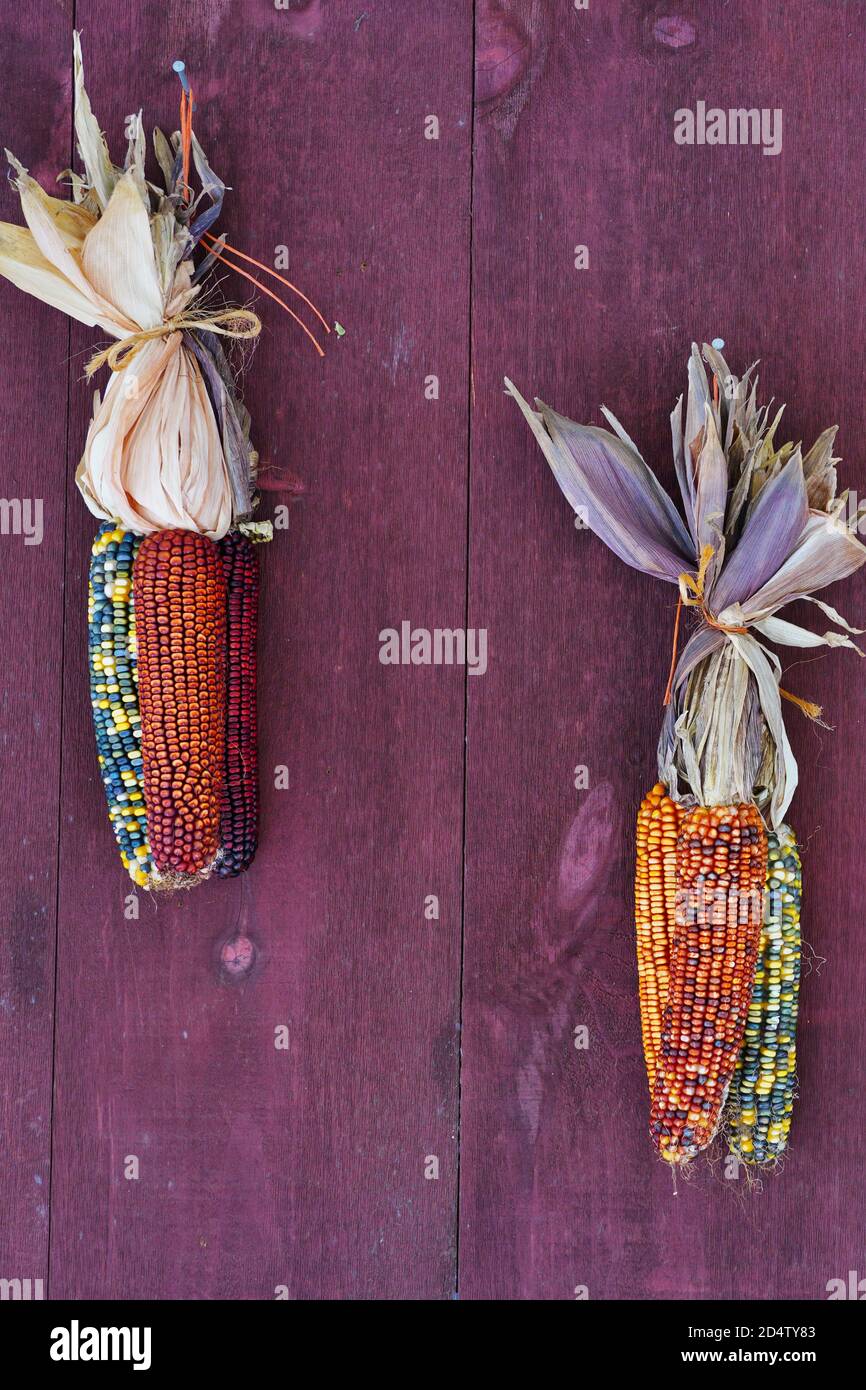 Decorative Indian corn with colorful kernels on a red barn wall in the ...