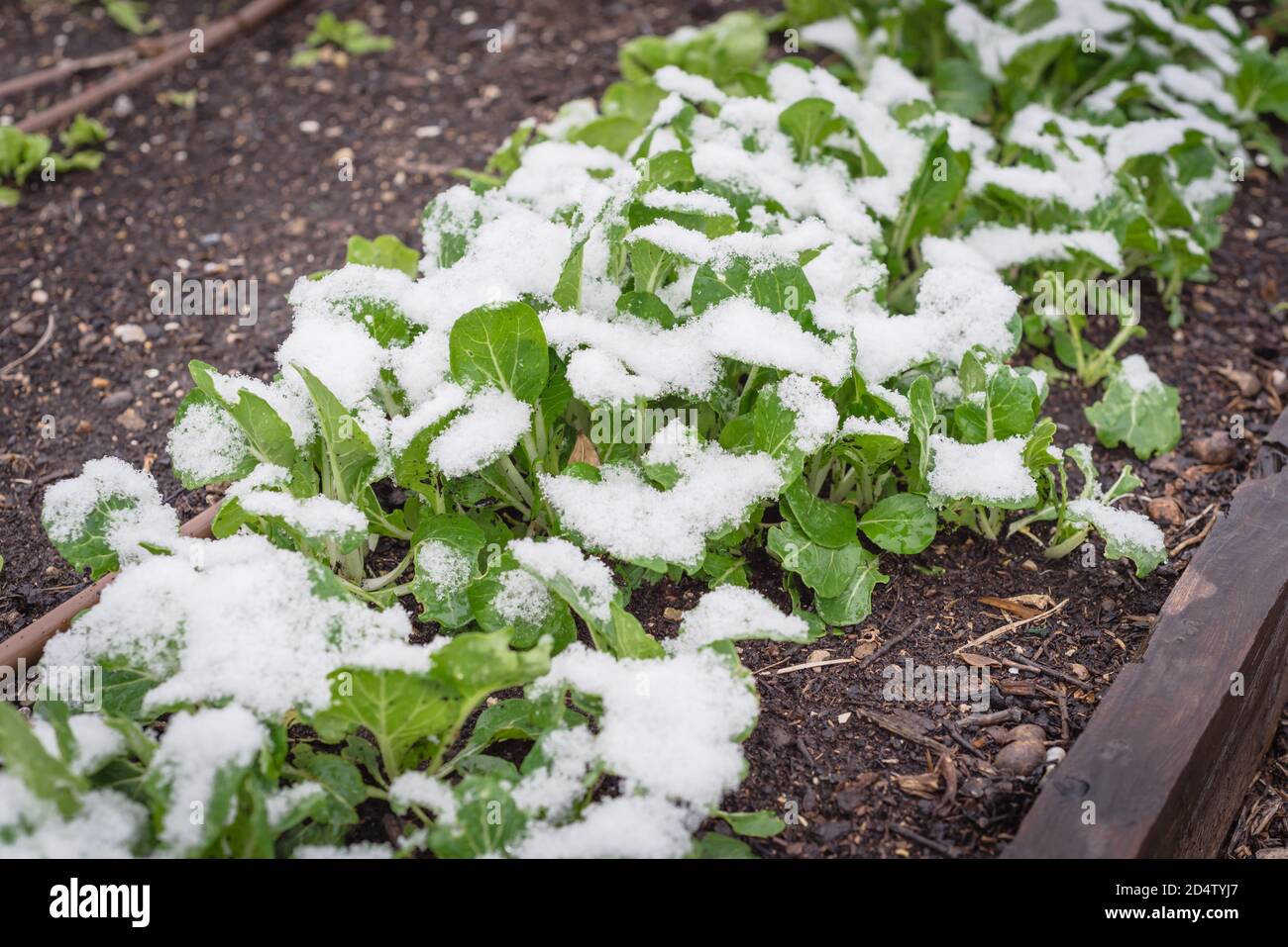Raised bed garden with irrigation system and Asian bok choy in snow ...