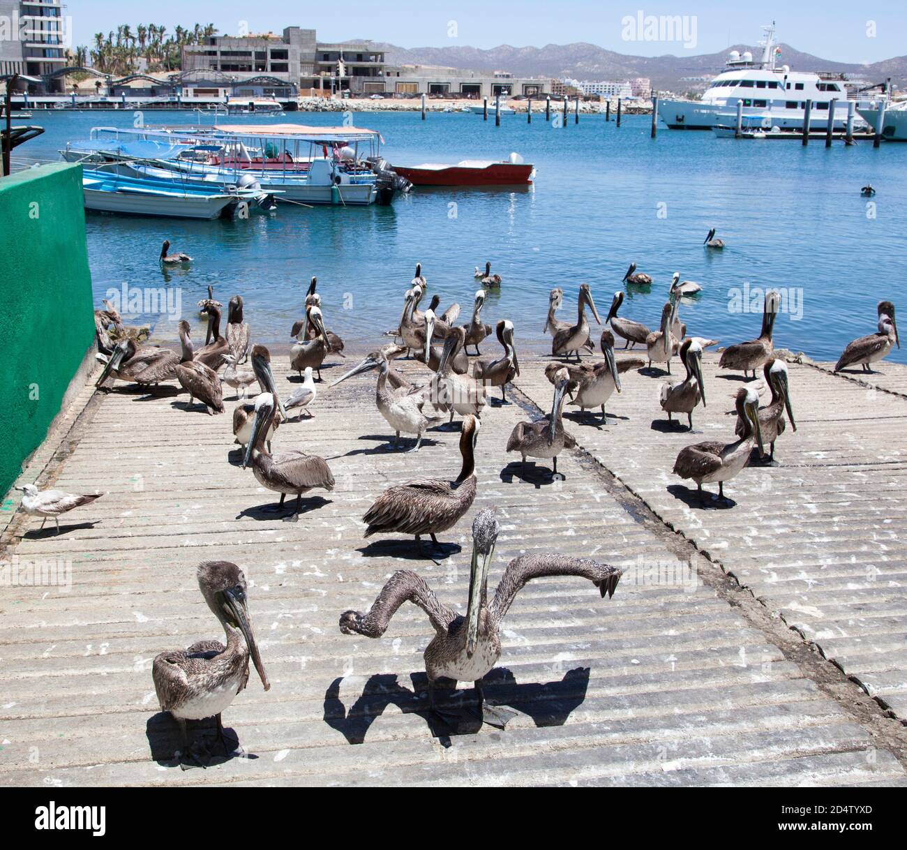 The big group of pelicans on a pier in Cabo San Lucas resort town ...