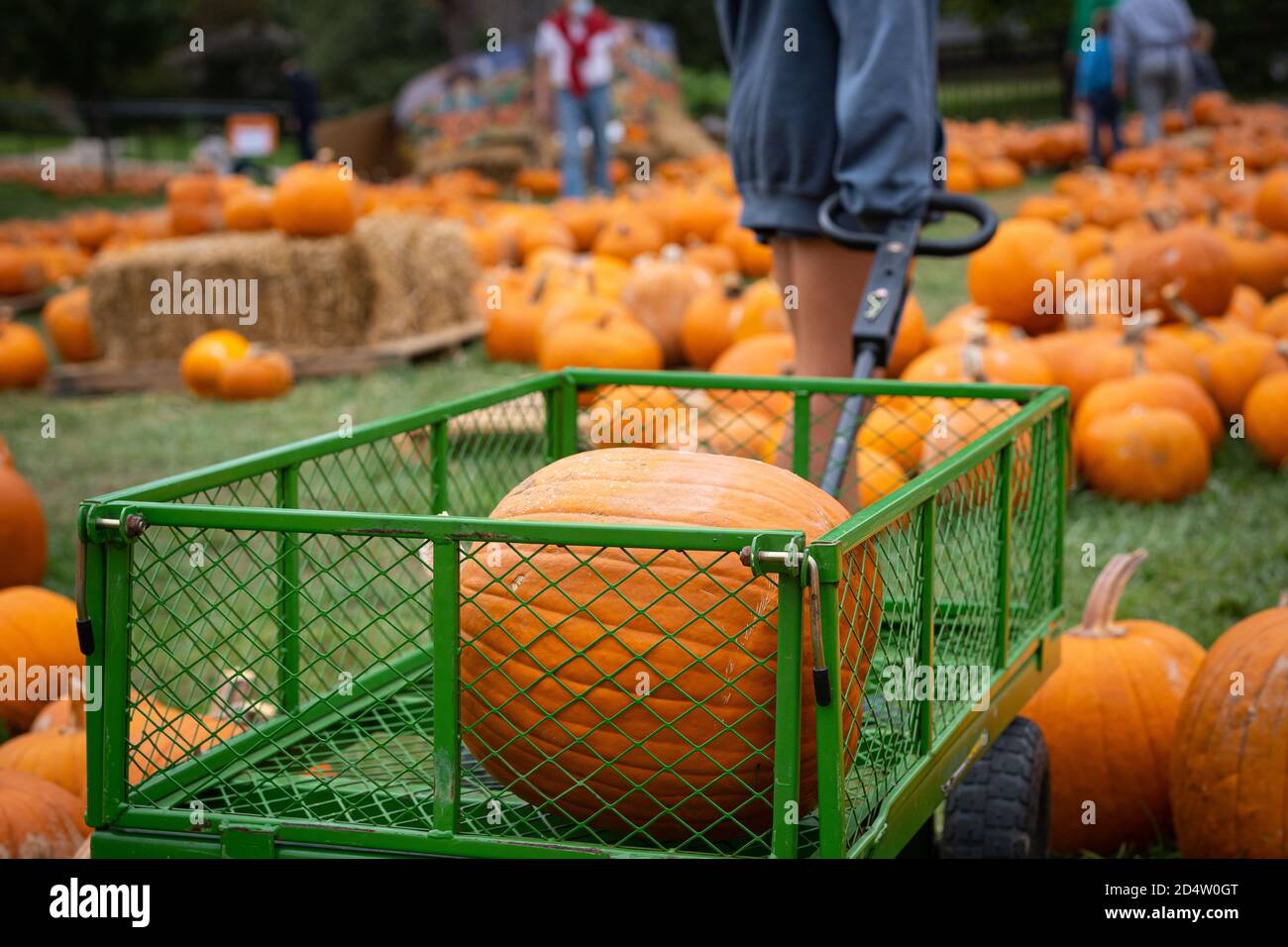 A pumpkin being towed in a metal wagon at a pumpkin patch Stock Photo ...