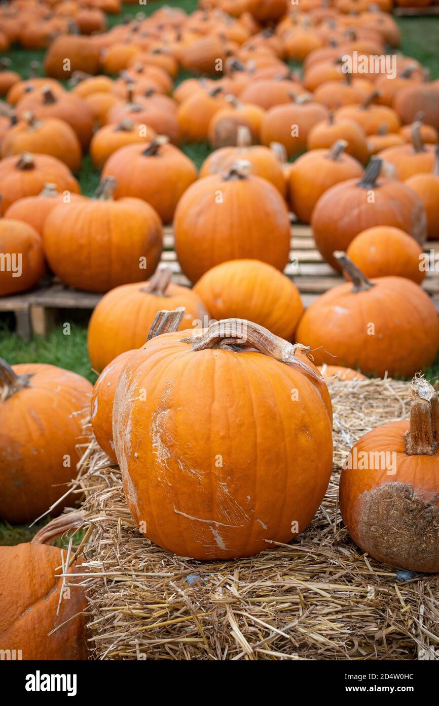 A single pumpkin in focus with many other pumpkins at a pumpkin patch ...