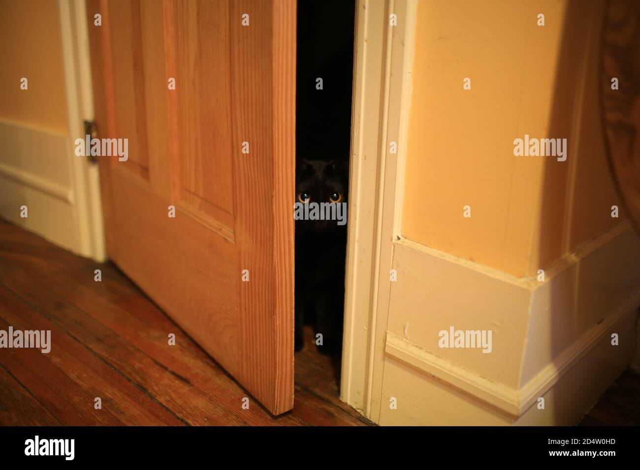black cat hide in the secret shadow Stock Photo - Alamy