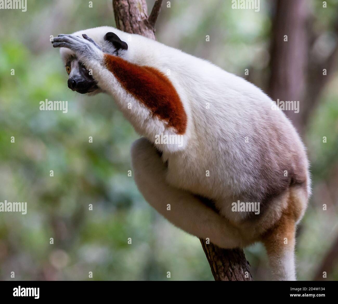Propithecus Propithecus Diadema High Resolution Stock Photography and ...