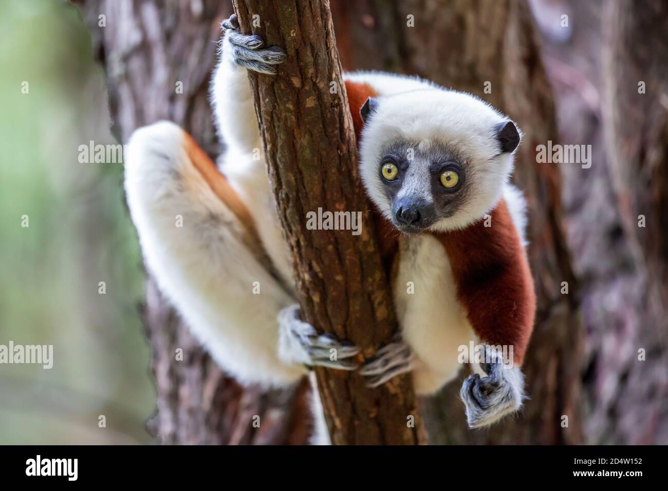 Coquerel's sifaka (Propithecus coquereli) close up, Andasibe,Madagascar ...