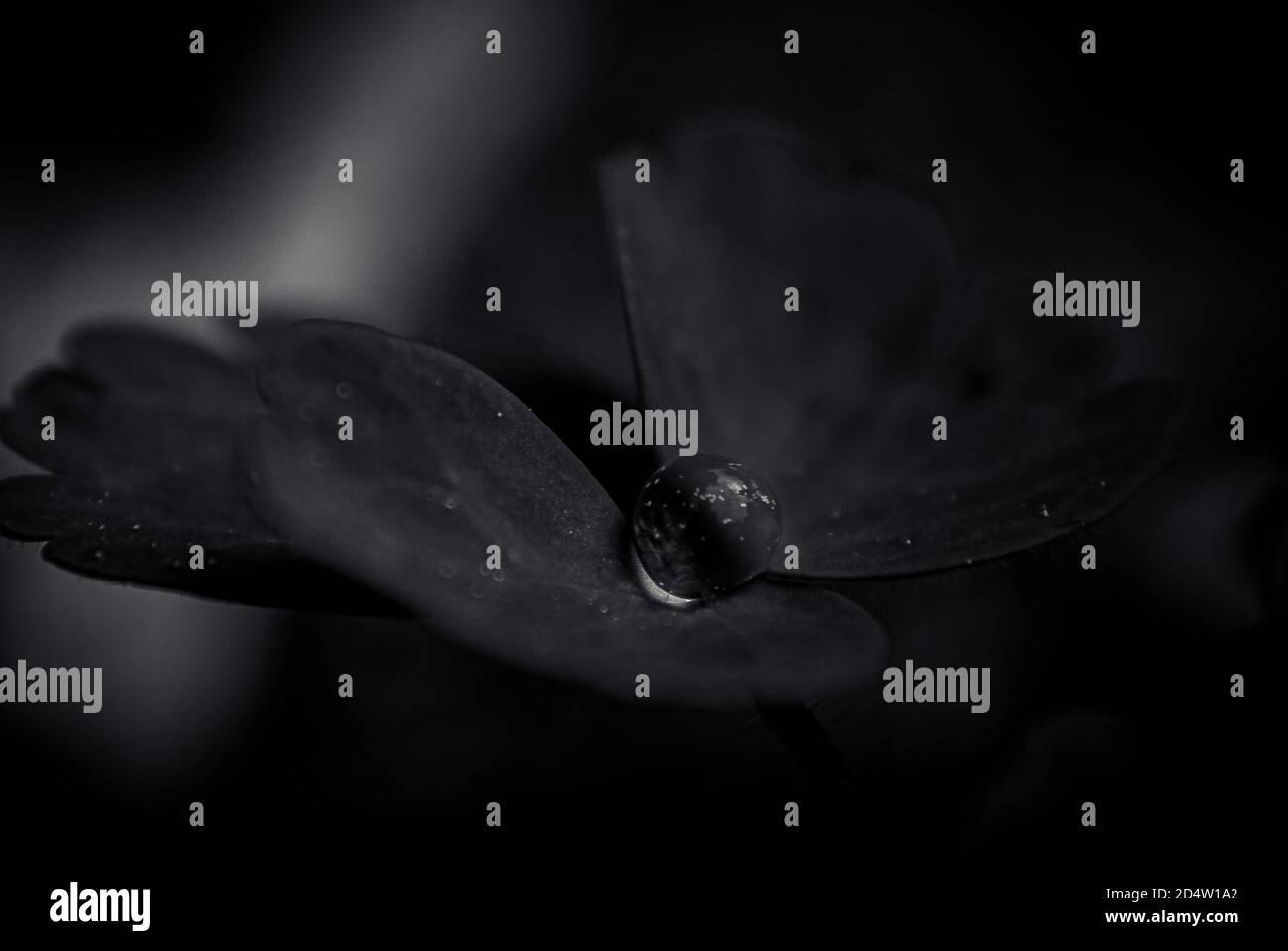 Closeup grayscale shot of a water drop on a plant Stock Photo - Alamy