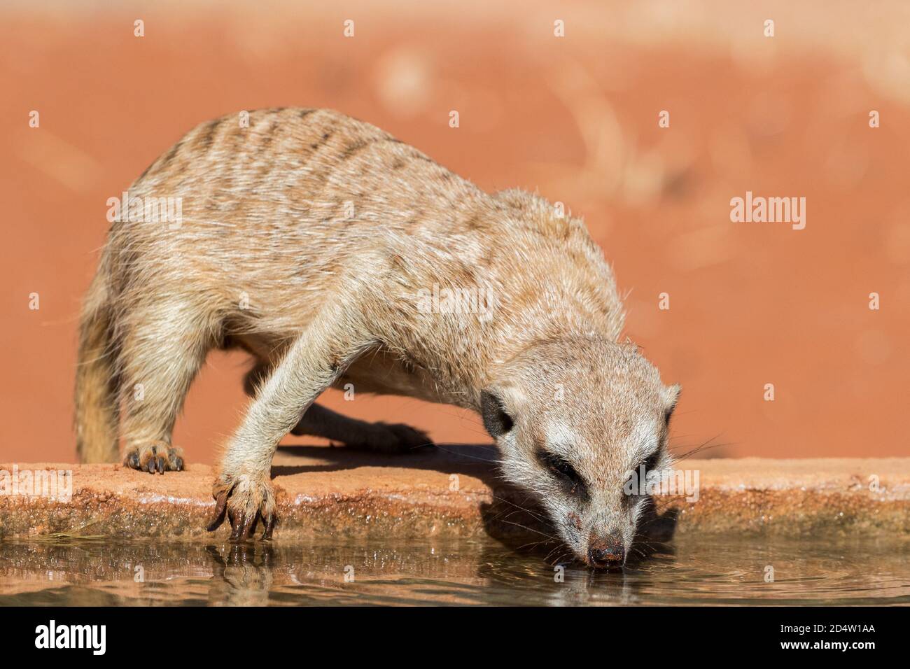 Meerkat drinking hi-res stock photography and images - Alamy