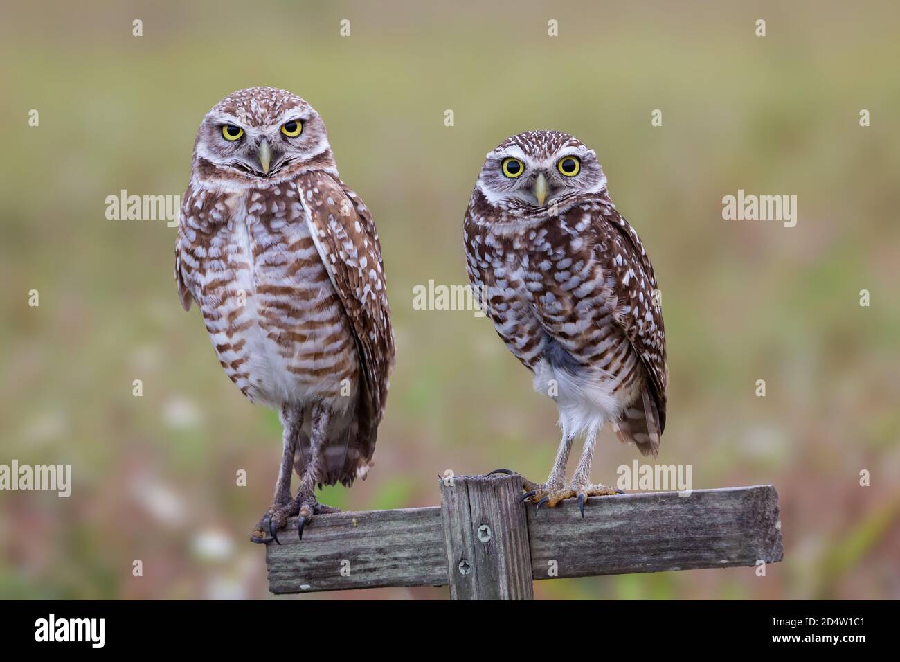 Scared of birds hi-res stock photography and images - Alamy