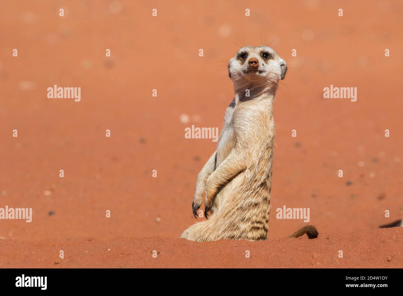 Sentinel sentinels hi-res stock photography and images - Alamy