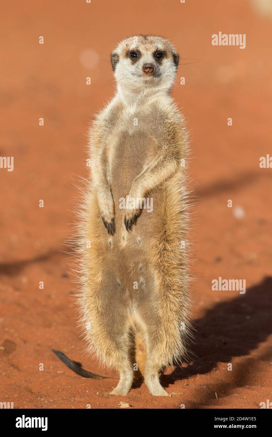 Sentinel sentinels hi-res stock photography and images - Alamy