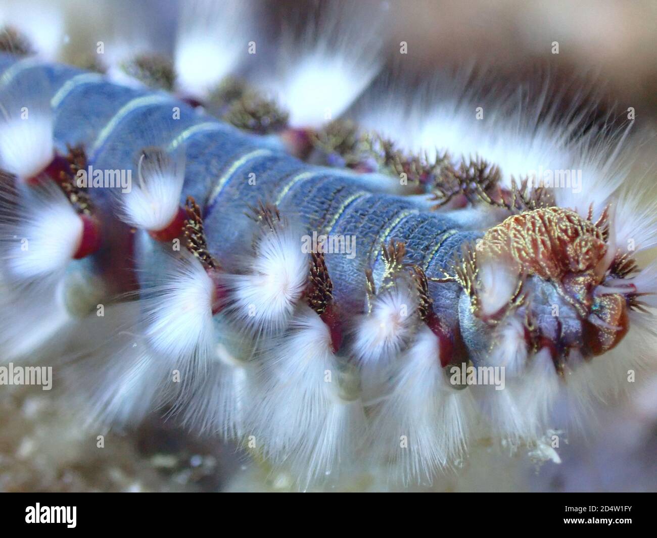 Closeup of a sea cucumber in the deep water Stock Photo - Alamy
