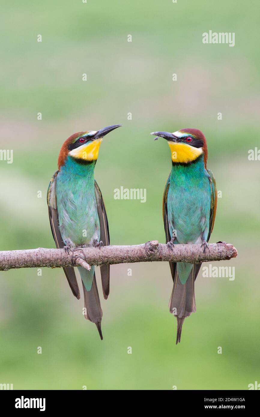Bee eater couple hi-res stock photography and images - Alamy