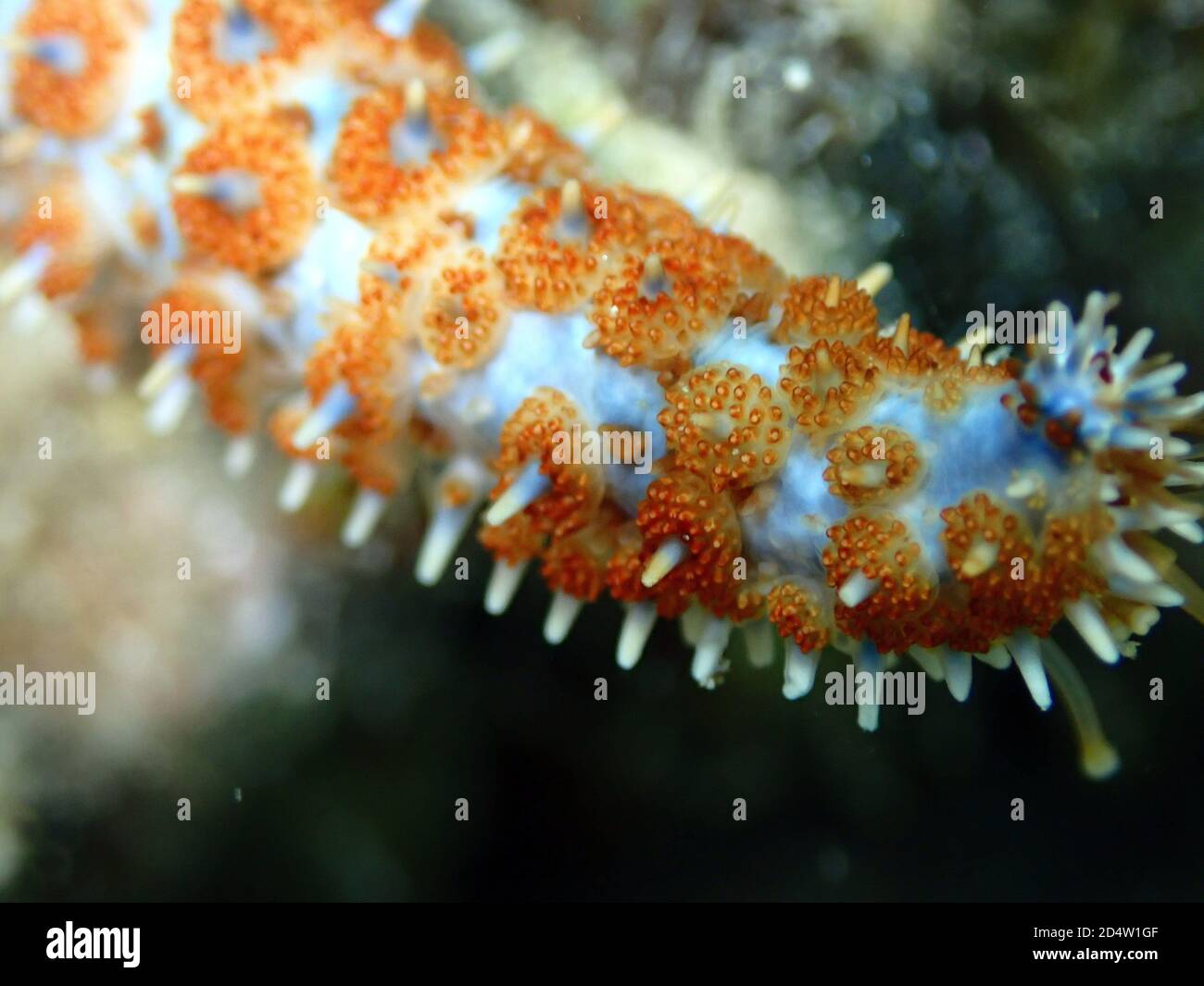 Deep water sea cucumber hi-res stock photography and images - Alamy