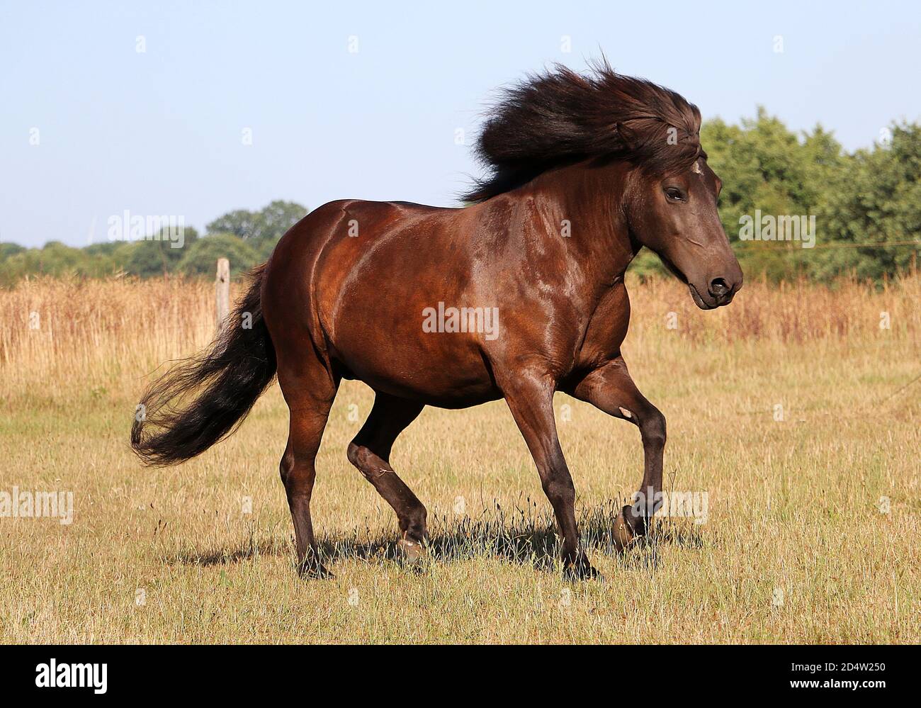 Beautiful Brown Horses Running