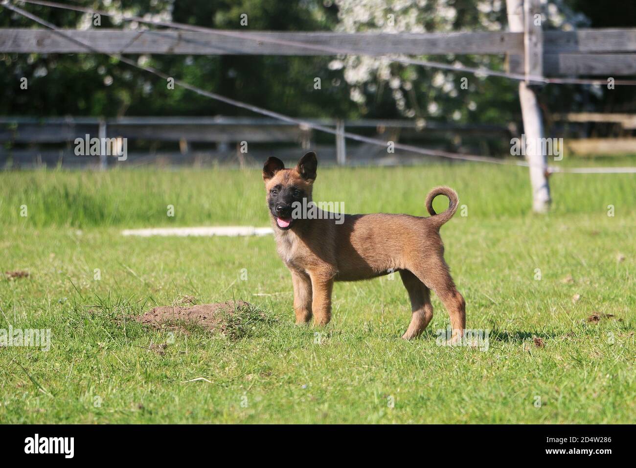 Cute Dutch shepherd in a park Stock Photo - Alamy