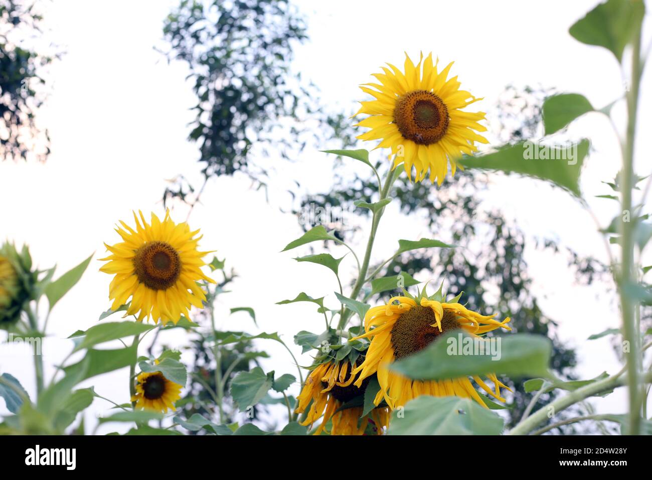 The Fresh colorful and picture-perfect sunflowers Stock Photo - Alamy