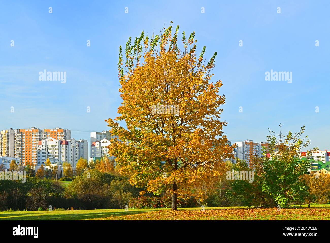 Gold autumn. Oak tree in Mitino landscape park. Moscow, Russia Stock ...