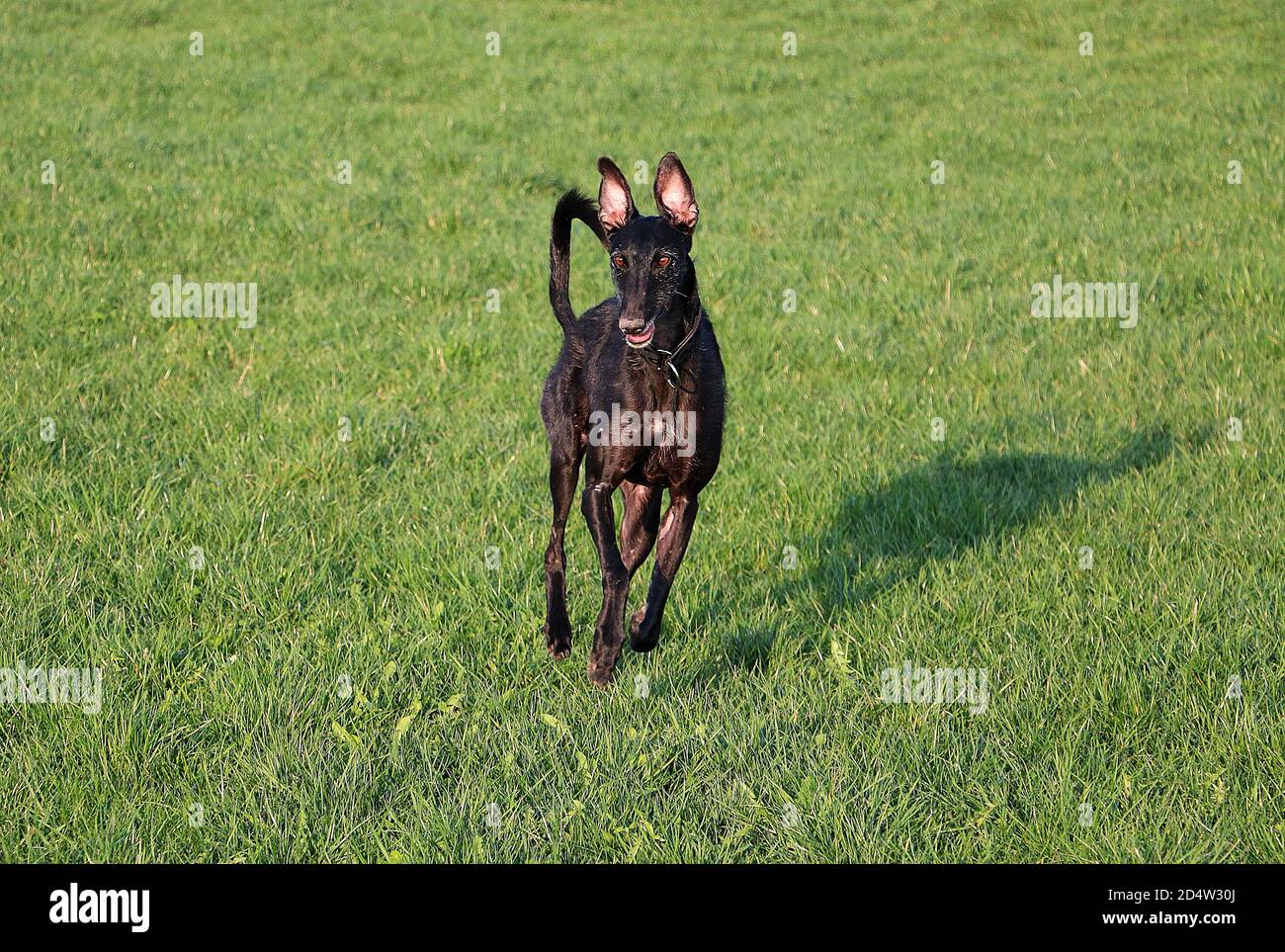 Black Dutch shepherd in a park Stock Photo - Alamy