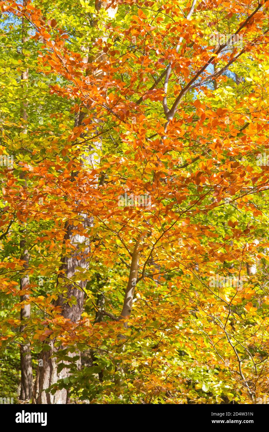 Colorful foliage of beechs in fall - orange, yellow, green Stock Photo ...