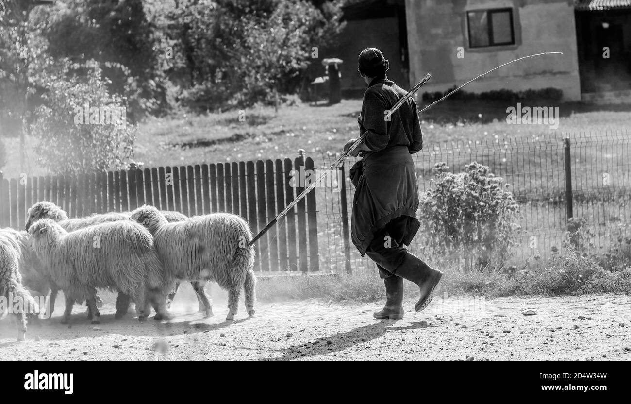 Rural life representing simple life of a sheep man Stock Photo - Alamy