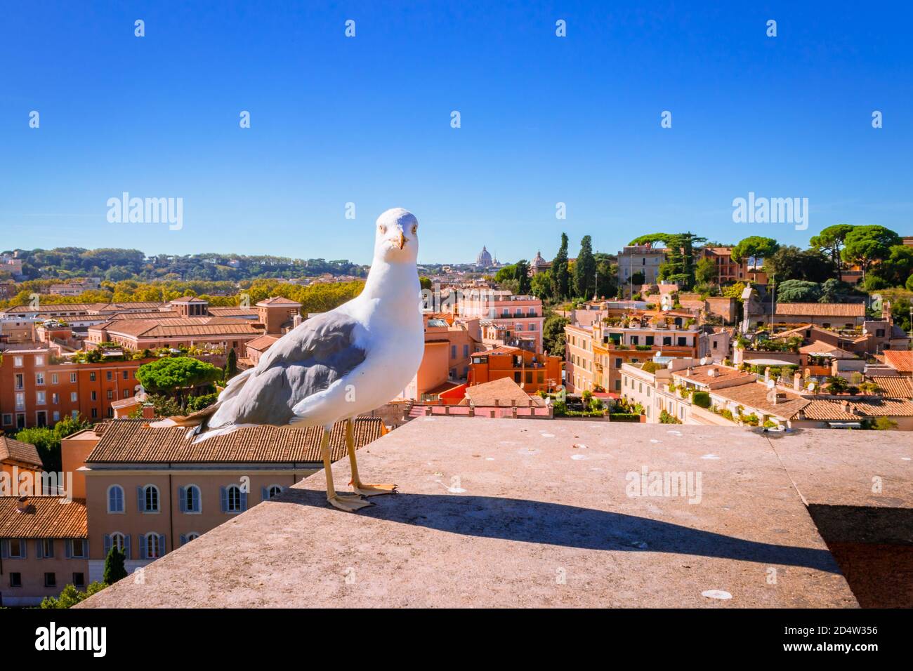 Sea Gull bird sitting looking at the view of the Roman Forum, Ancient ...