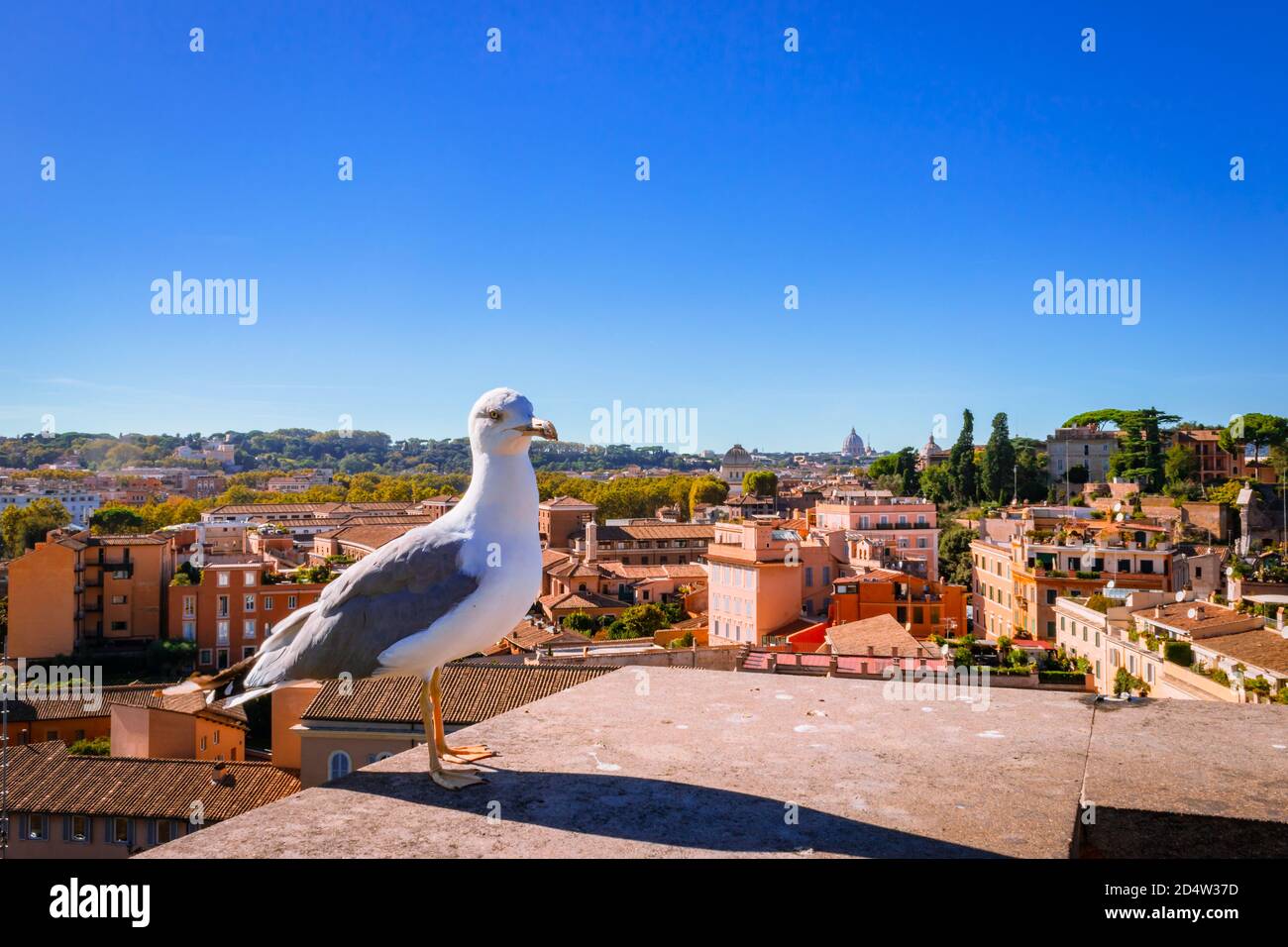 Sea Gull bird sitting looking at the view of the Roman Forum, Ancient ...