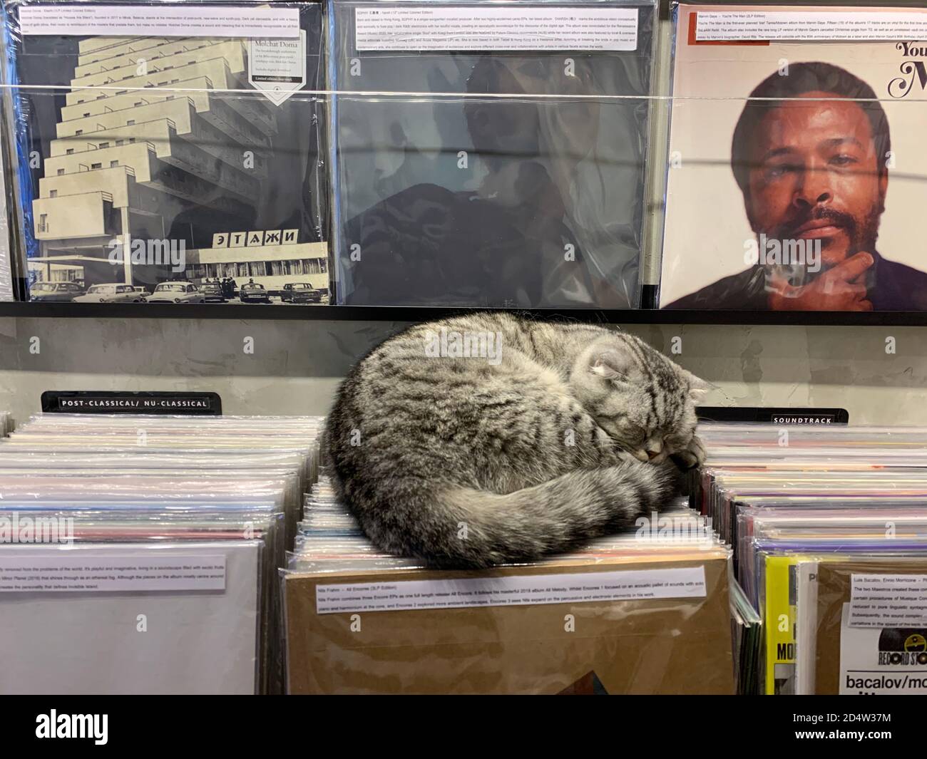 cat sleep in the cd store Stock Photo - Alamy