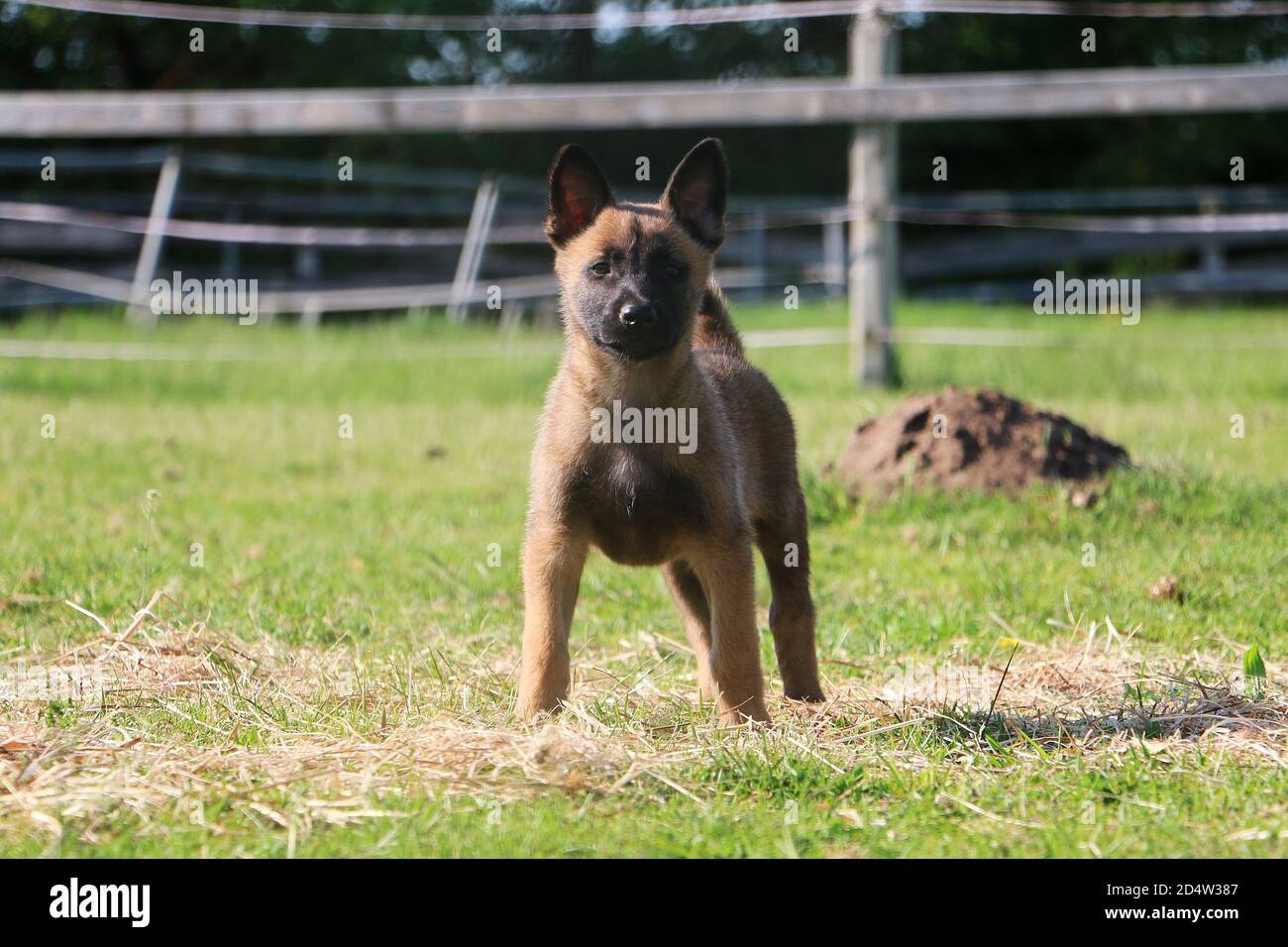 Cute Dutch shepherd in a farm Stock Photo - Alamy