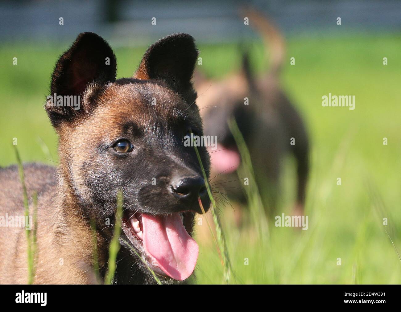 Cute Dutch shepherd in a farm Stock Photo - Alamy