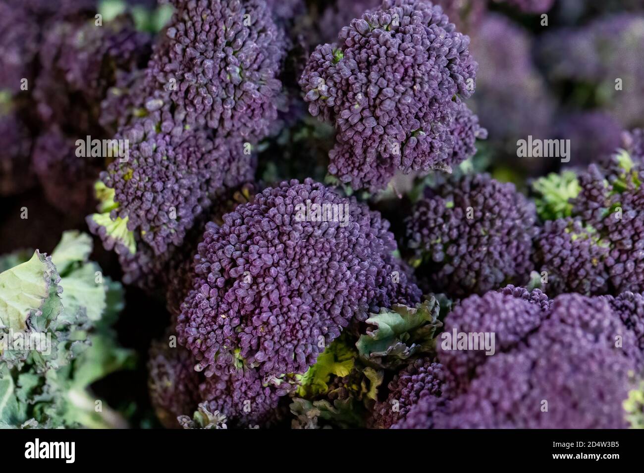 Purple Sprouting Brocolli High Resolution Stock Photography and Images ...