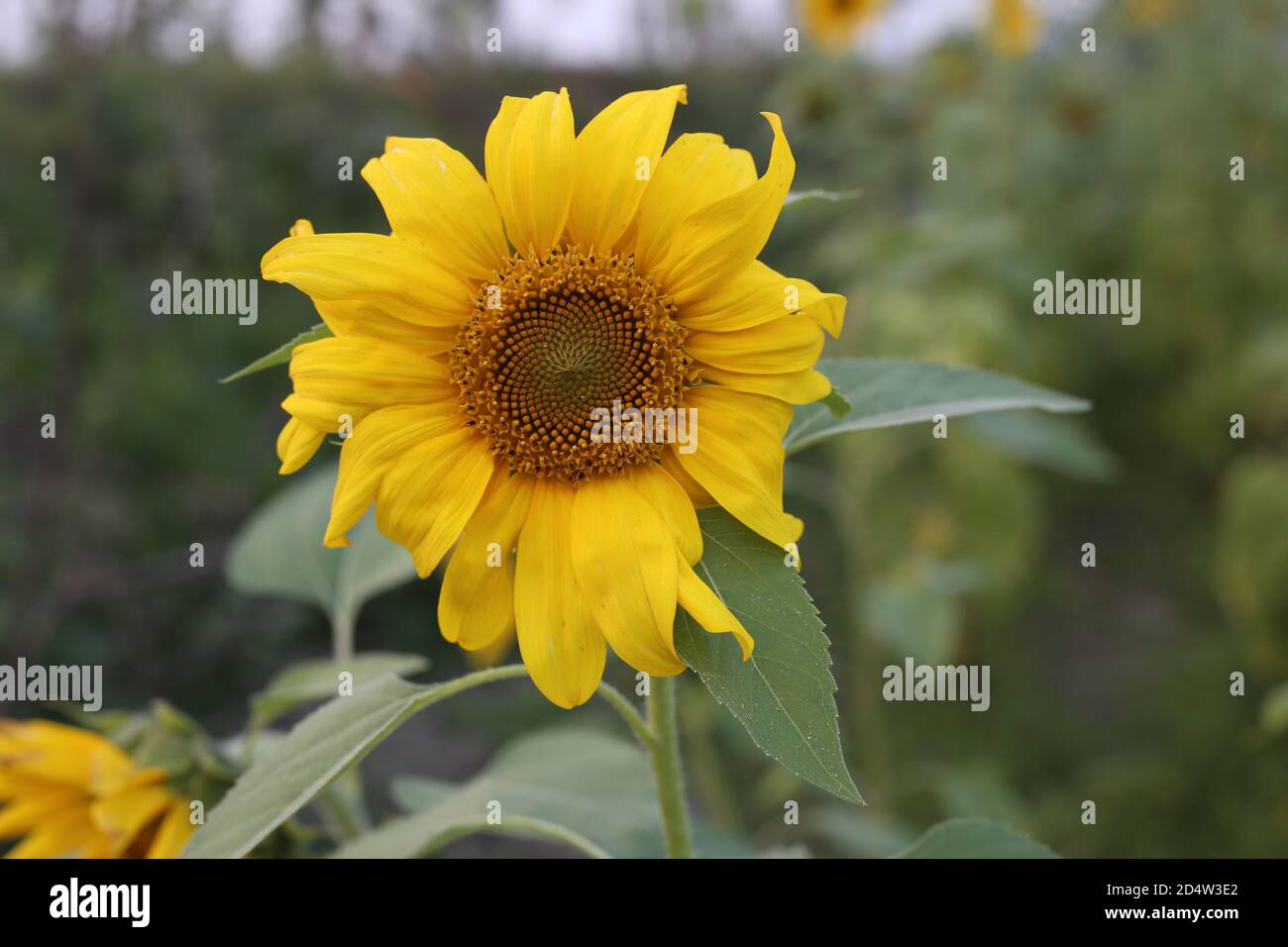 The Bright Sunflower Blooming in the Fields Stock Photo - Alamy