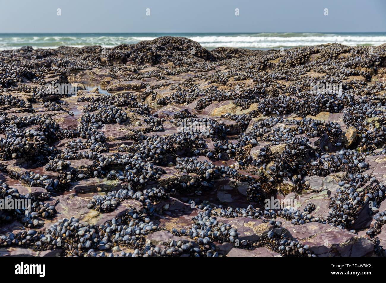Wild blue mussels, Mytilus edulis, growing on the rocks in the ...