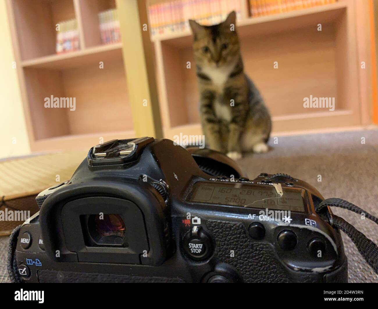 adorable cat watching the camera Stock Photo - Alamy
