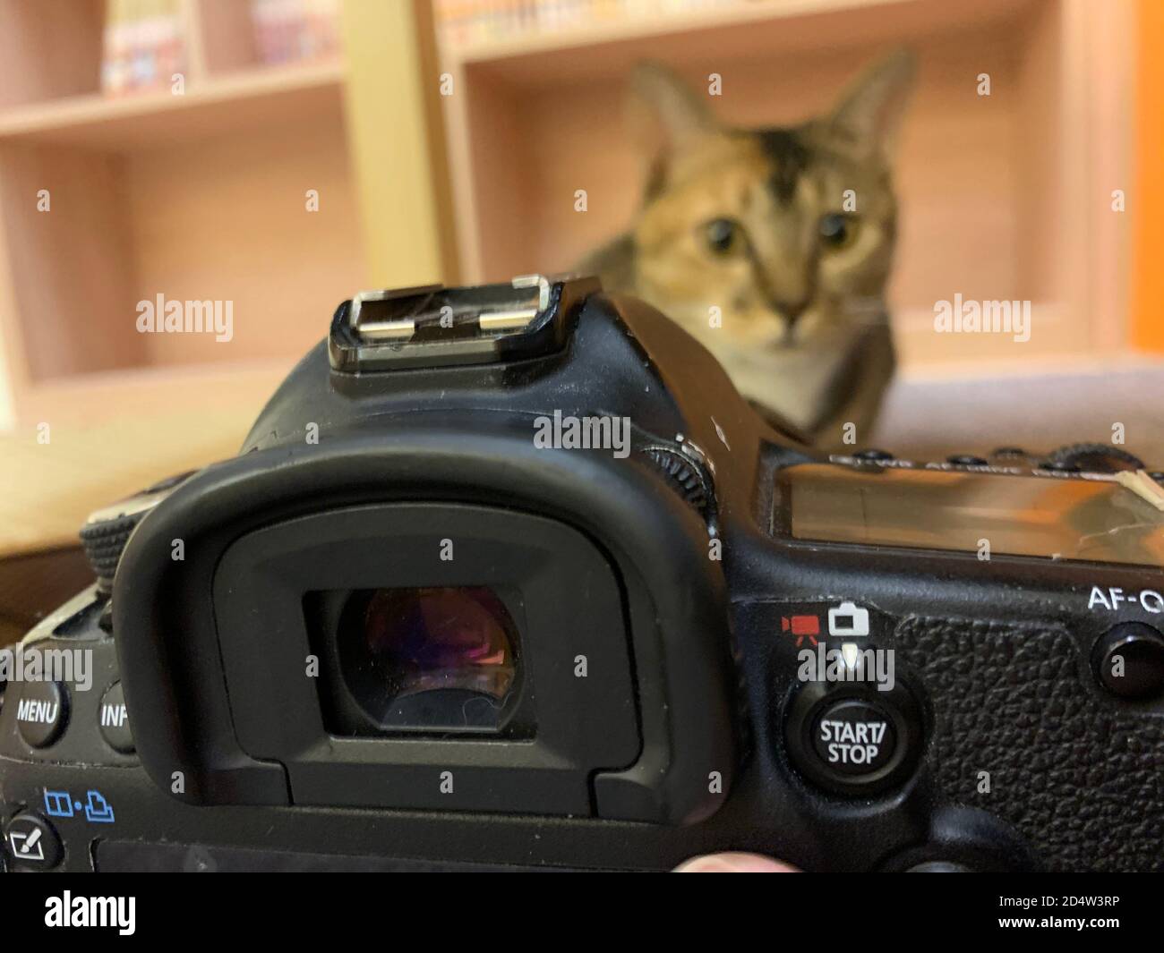 adorable cat watching the camera Stock Photo - Alamy