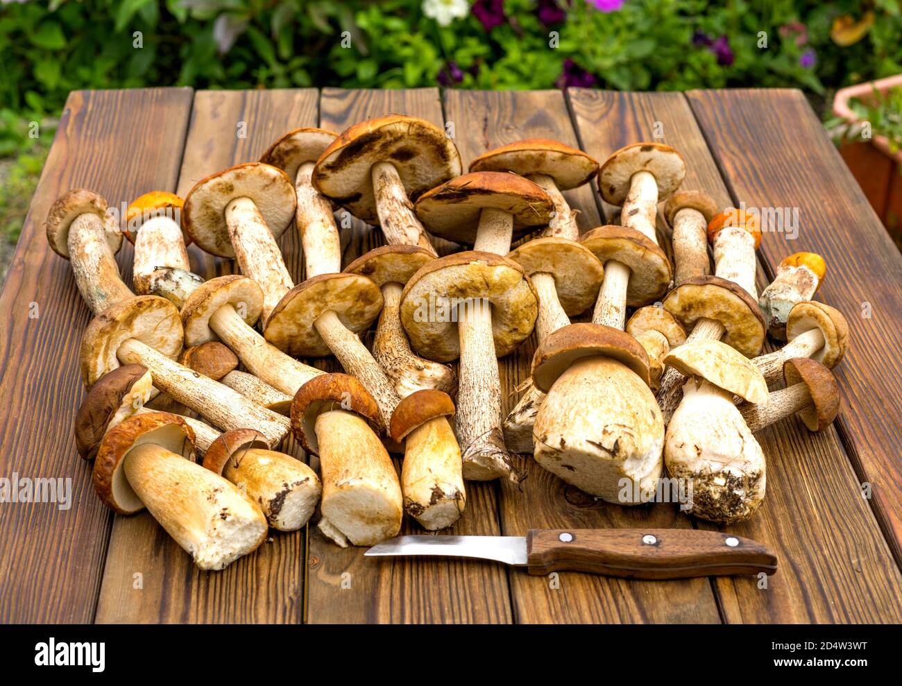 Autumn fall composition. Various raw edible boletus mushrooms leccinum ...