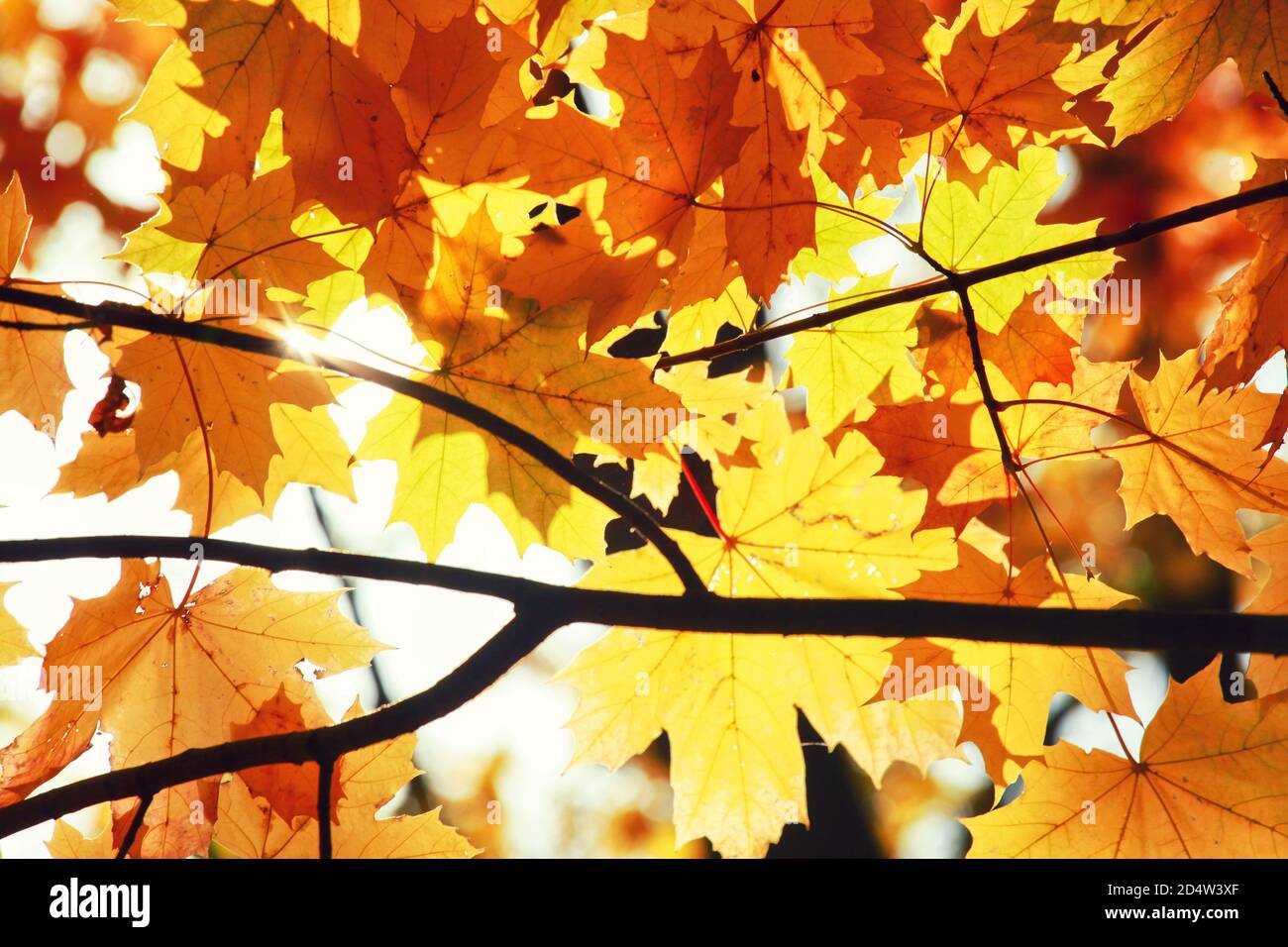 Beautiful autumn background with yellow and red leaves Stock Photo - Alamy