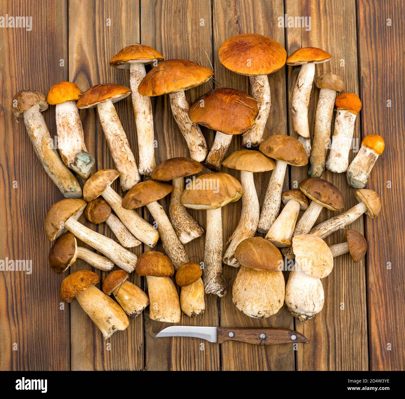 Autumn fall composition. Various raw edible boletus mushrooms leccinum ...